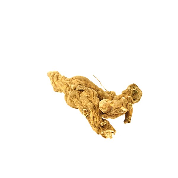 Alraune (Mandragora officinarum)