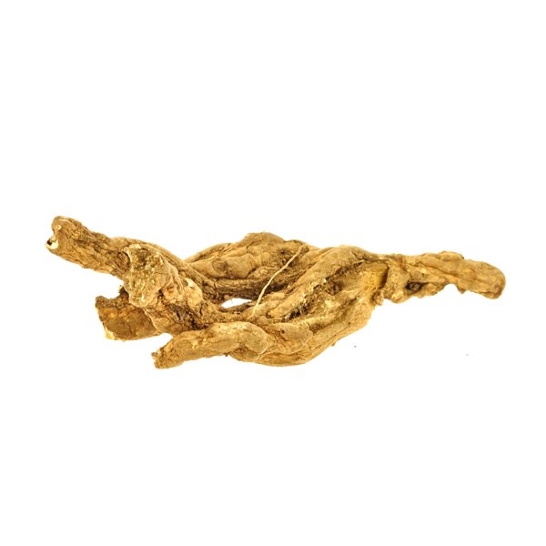 Mandrake (mandragora officinarum)