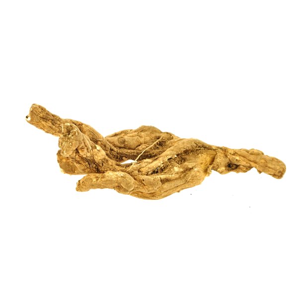 Mandrake (mandragora officinarum)