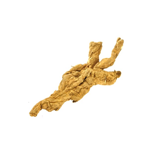 Mandrake (mandragora officinarum)