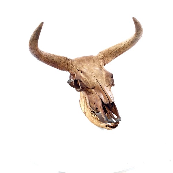Auroch skull lat. Bos primegenius